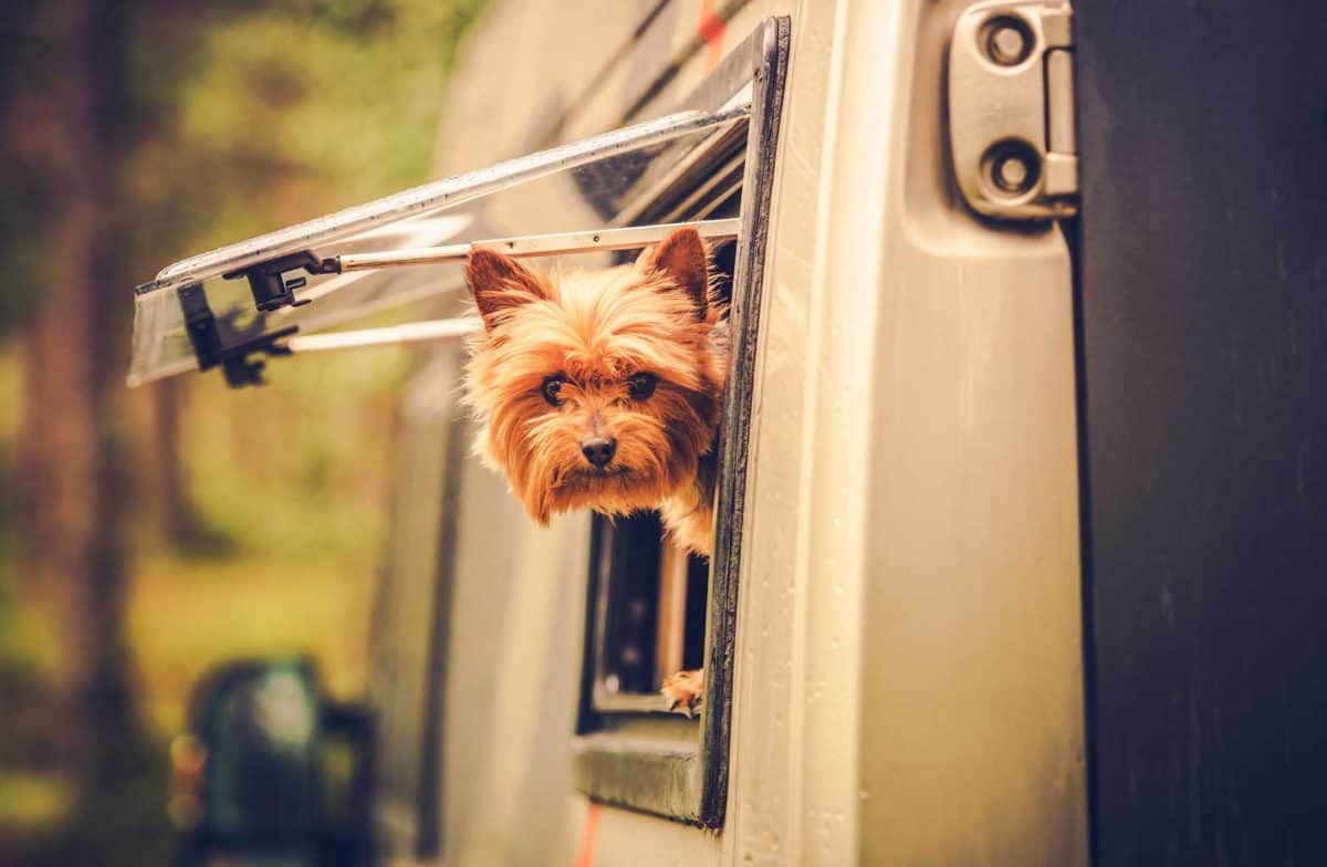 8 Dog Friendly Caravan Parks In Dorset - Caravan Sleeps
